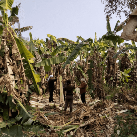 Banana Fibre Extraction - YouthNet