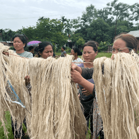 Banana Fibre Extraction - YouthNet